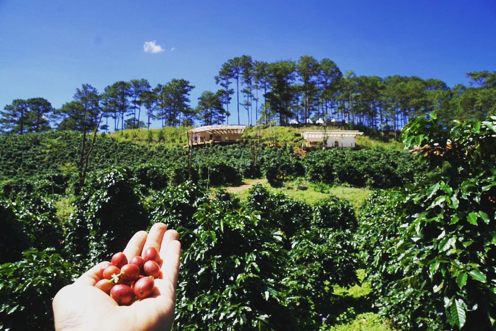 Coffee | Twin Beans Farm